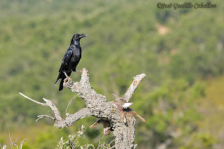 José Gordillo Caballero IMAGENES de NATURALEZA EXTREMEÑA: Cuervo