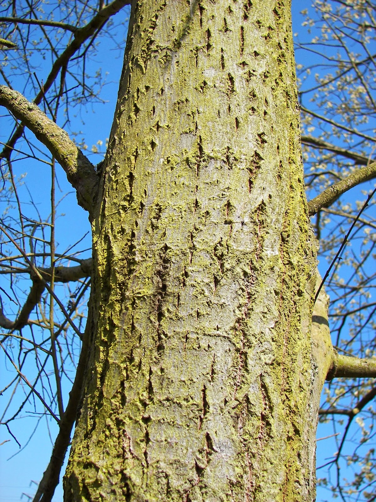 Trees Planet: Salix caprea – Goat Willow – Sallow