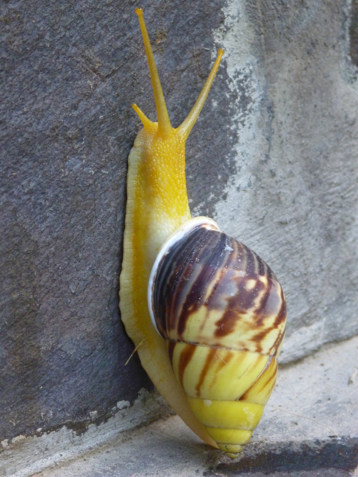 ons leven op en rond Bali: gele slak