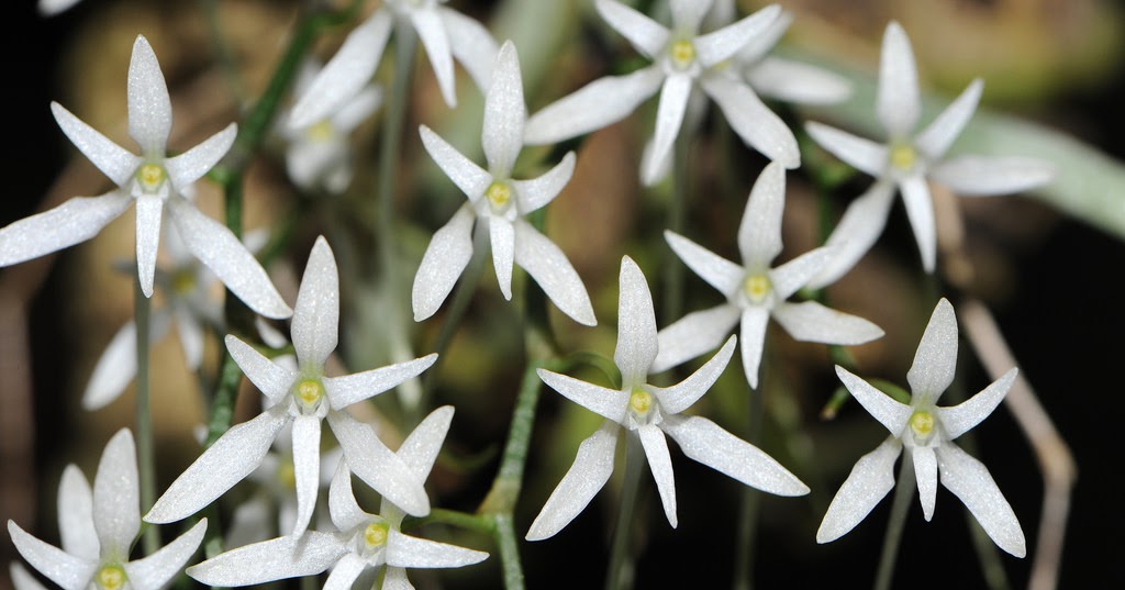 Mystacidium venosum orchid plant care and culture | Travaldo's blog