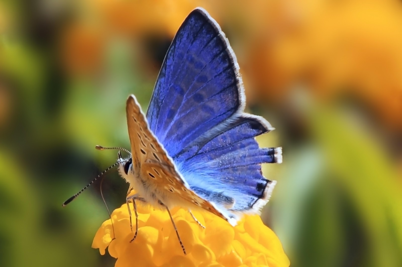 gli insetti: Farfalla