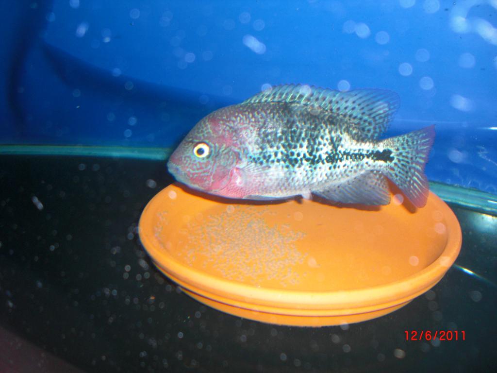 Flowerhorn The Hybrid Cichlids: Zz Red Dragon