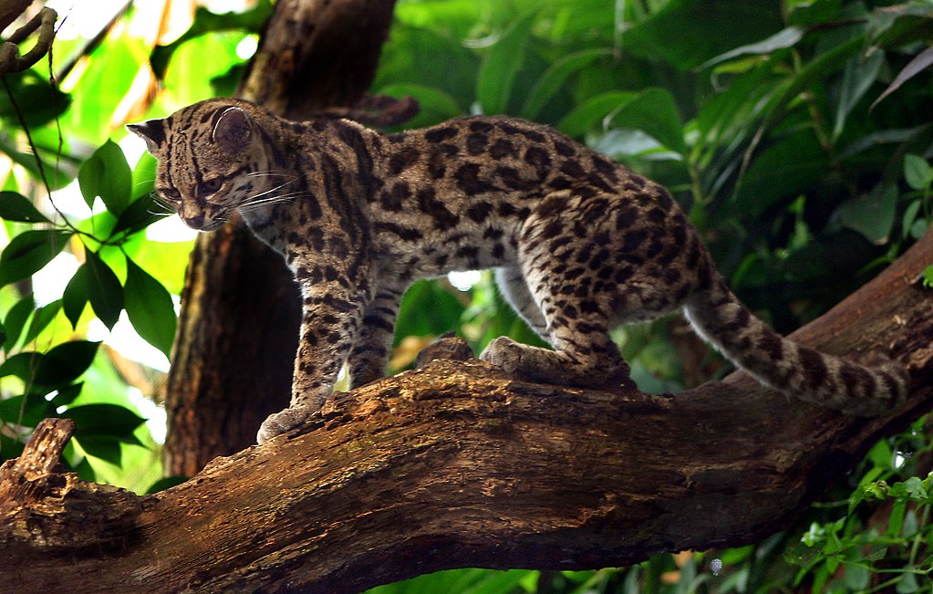 ECOSISTEMAS DE COSTA RICA: LEOPARDUS WIEDII