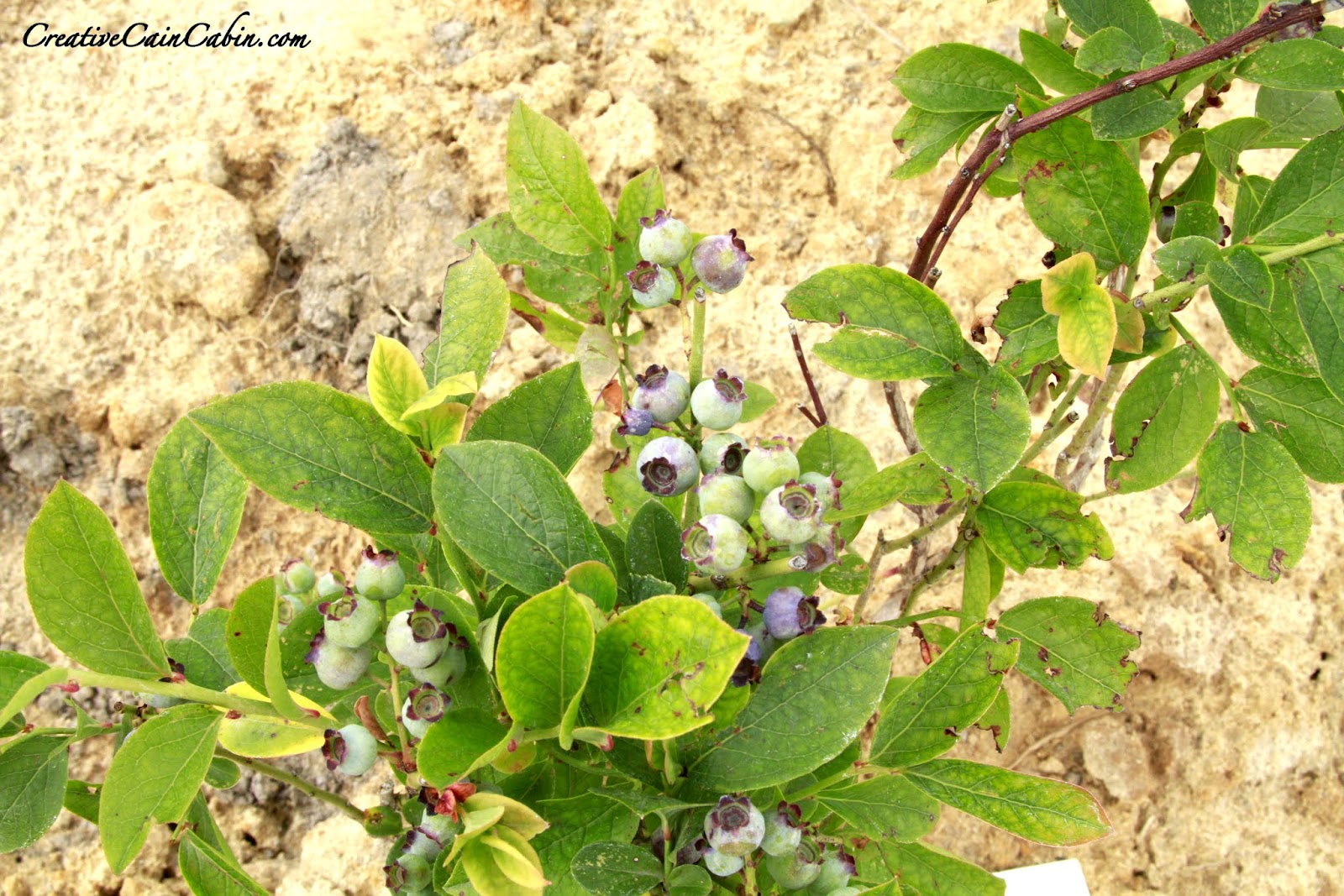 Smashed Strawberry Mystery Solved - CREATIVE CAIN CABIN