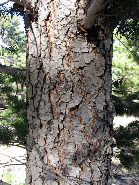Rocky Mountain Bushcraft: Rocky Mountain Tree Identification: Douglas ...