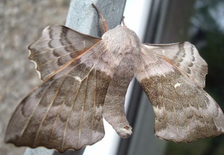 Photography with Dr. Ernie.: Amazing giant gray moth