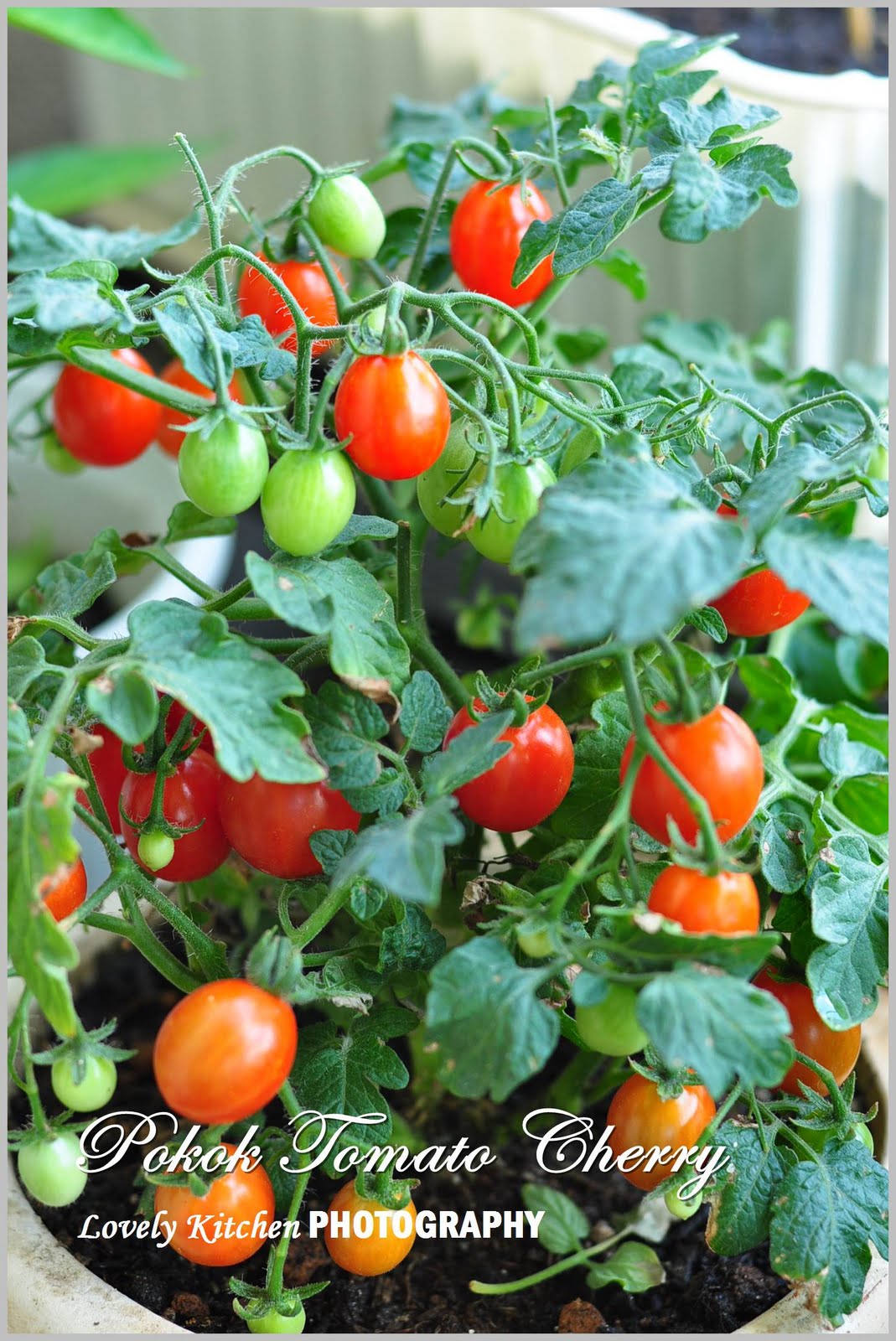 E-NA LOVELY KITCHEN ^_^: :-> Tomato Cherry