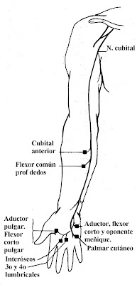 Ramas Del Nervio Cubital
