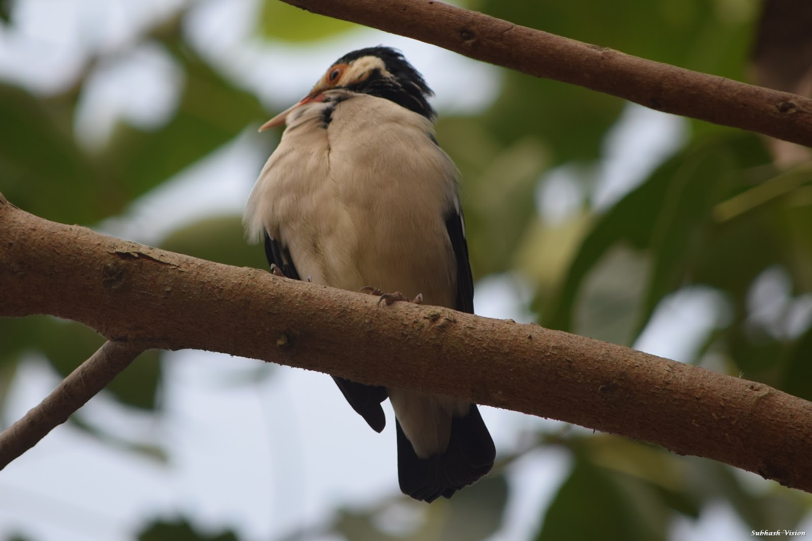 Birds in Bihar: Birding at Bagmati Valley 2017