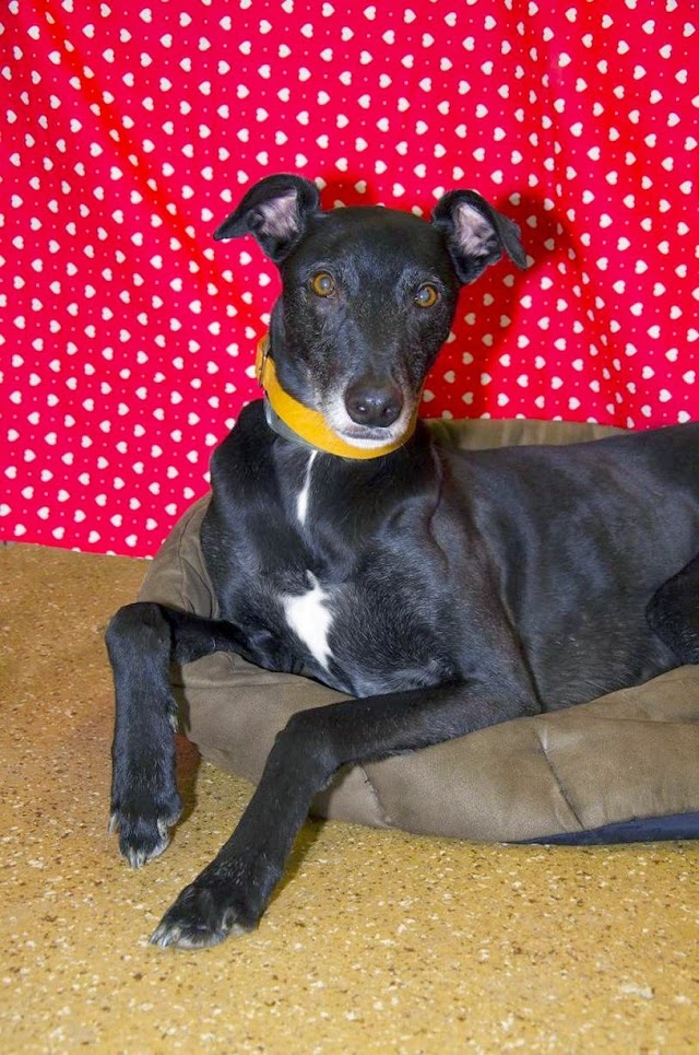 "Jed" el perro que fue rechazado por 17 000 adoptantes es declarado "el ...