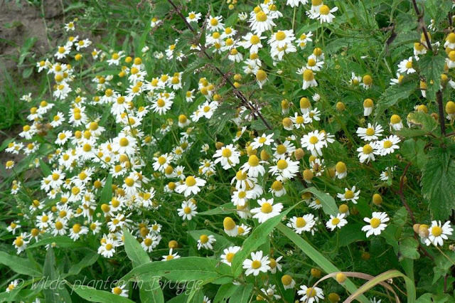 Wilde planten in Brugge: Echte kamille - Matricaria chamomilla