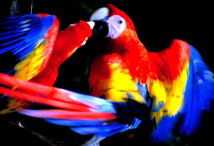 AMAZÔNIA PARA SEMPRE!!!: O GRANDE RIO AMAZONAS