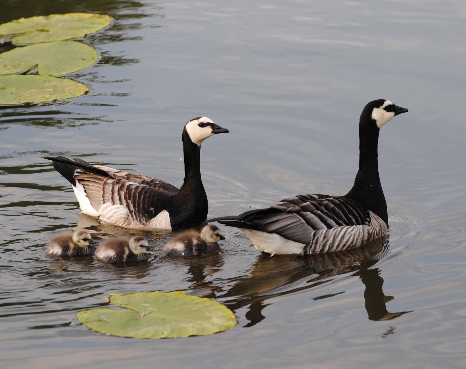 Waarneming van de dag!: Brandgans