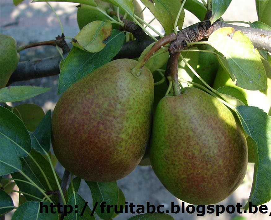 Inheems- en uitheems fruit: Plukken van herfstperen (Pyrus communis cv's)