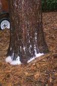 What's with the Foam I Saw on the Trees Yesterday?