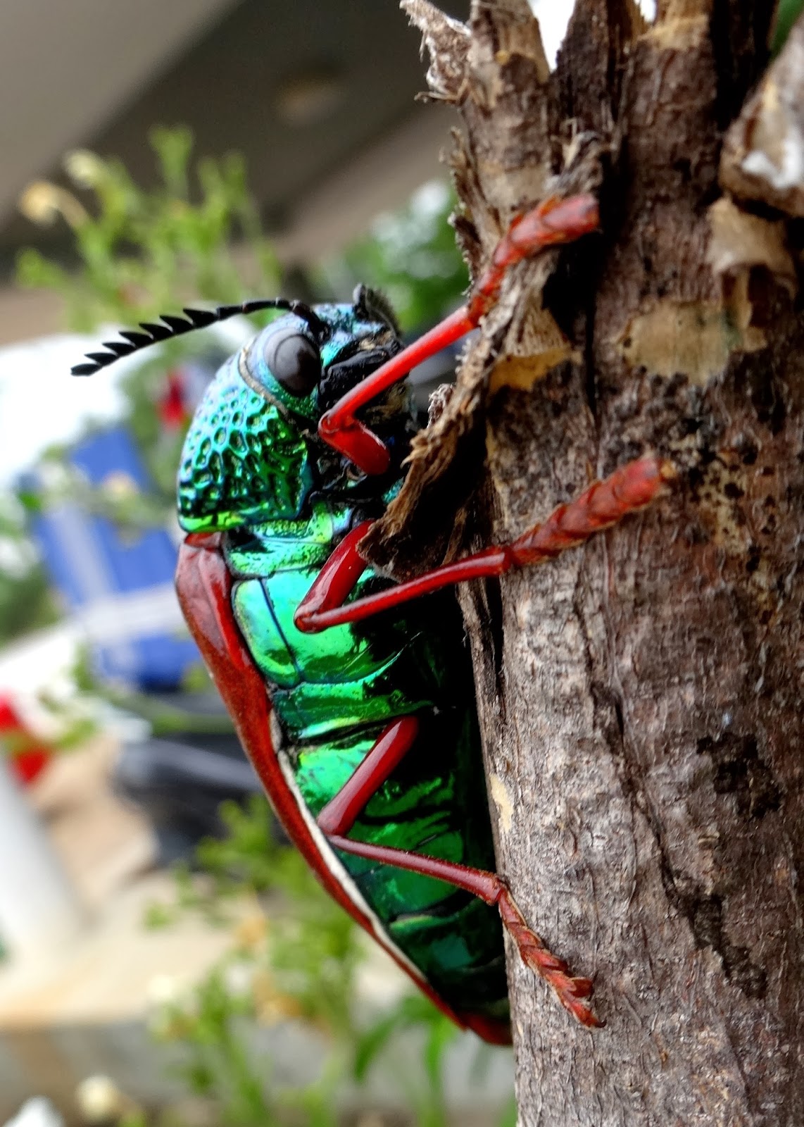 ashokism...: Ponn Vandu