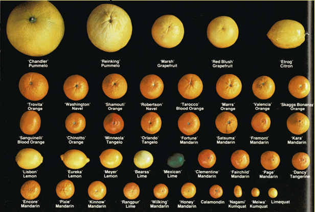 Fruit Explorer: The Fruit Explorer Considers the Evolution and History ...