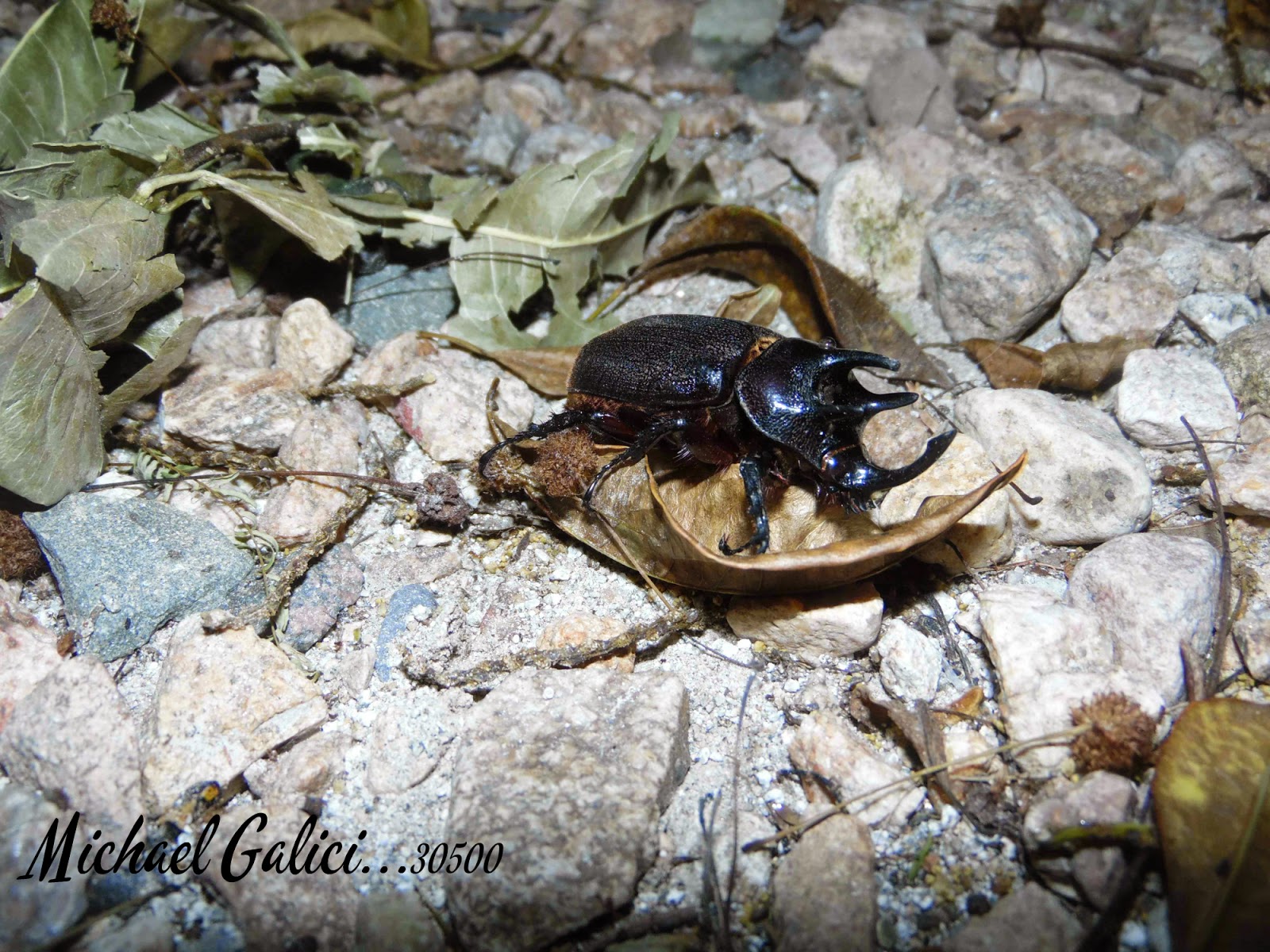 Zoología Natural: Escarabajo torito (Rinoceronte)