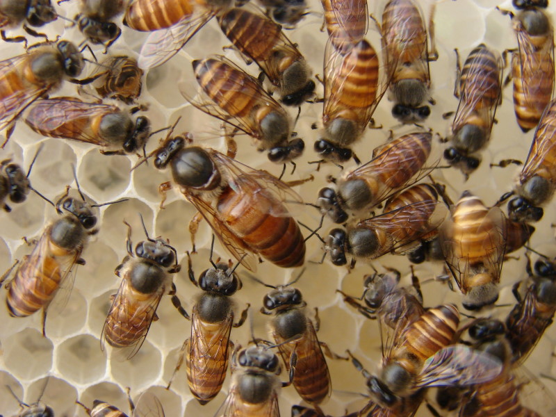 CORONA APICULTORES: APIS CERANA