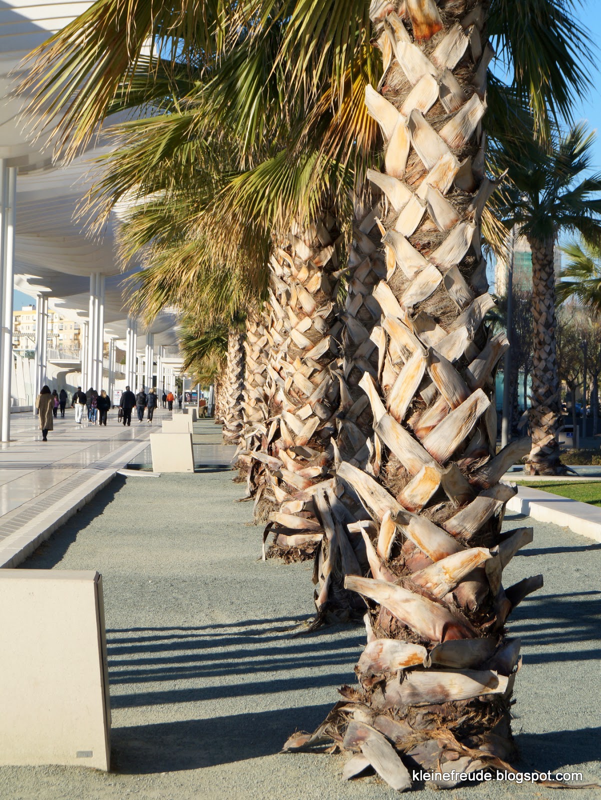 kleine freude: Von Bäumen begleitet / 12