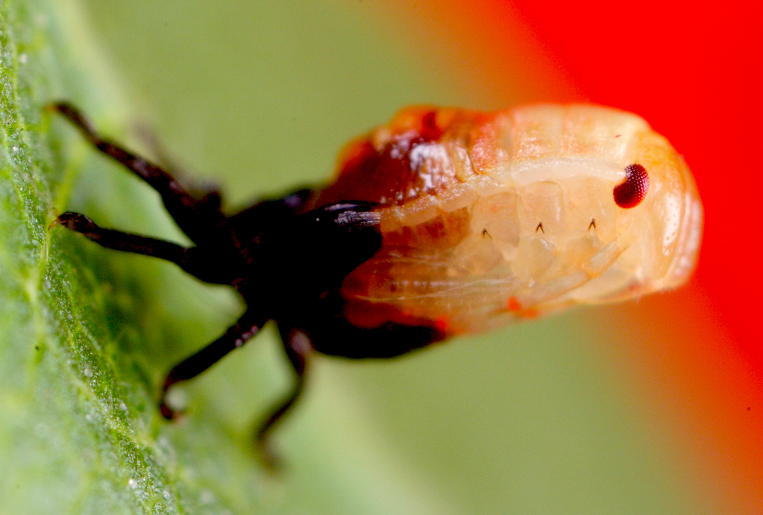 JJ's Photographic nature blog: Waspish behaviour and bad eggs...