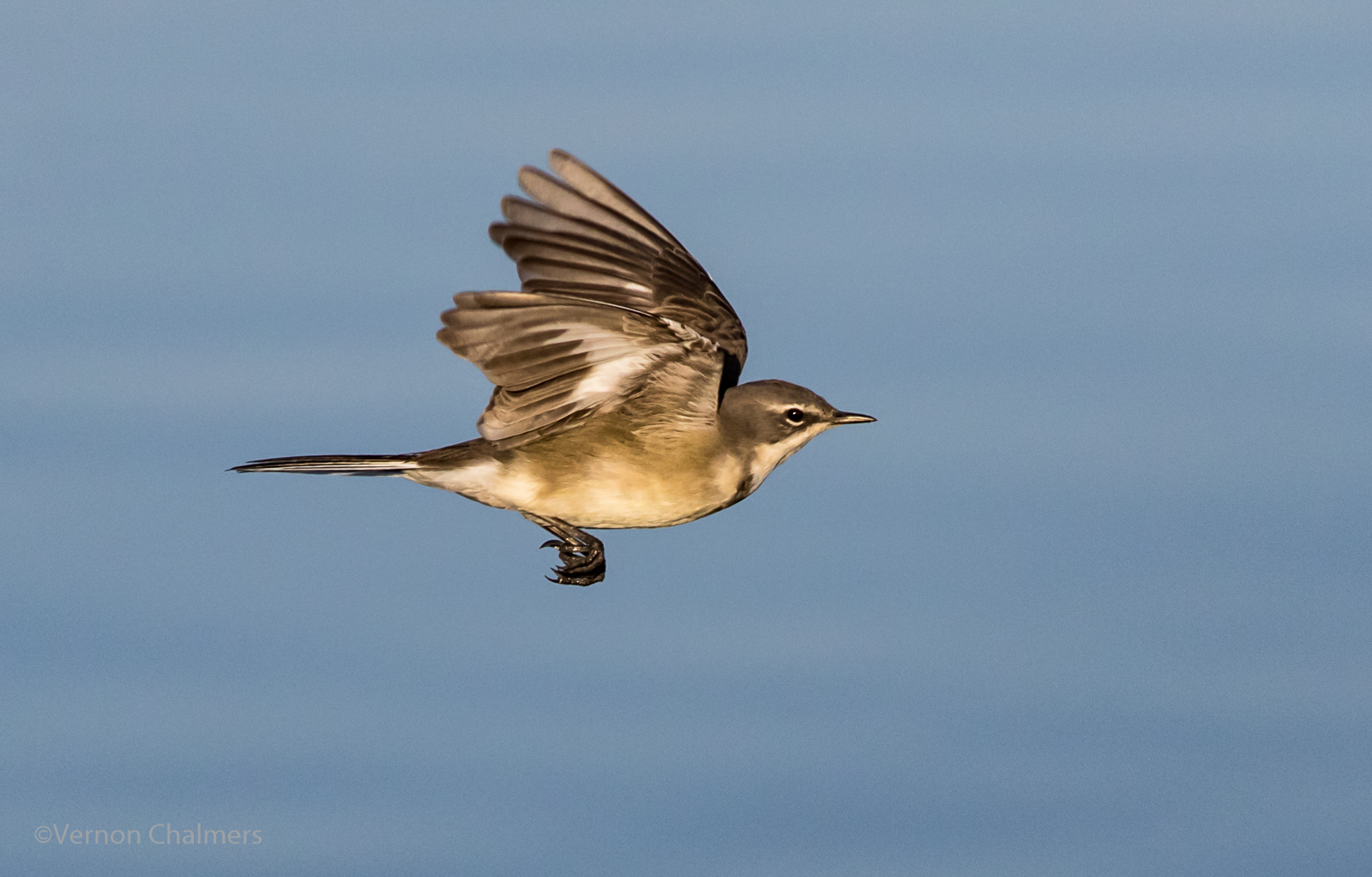 Cape Wagtail