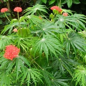 Pohon Yodium Penyembuh Luka - G-Spot Healthy Living