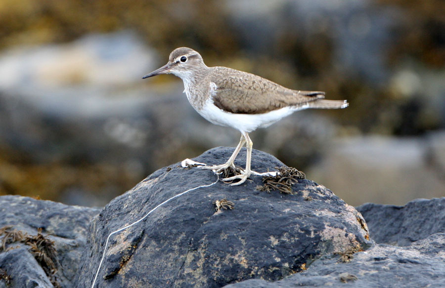 Mandy West Wildlife Photography: Mull Birds