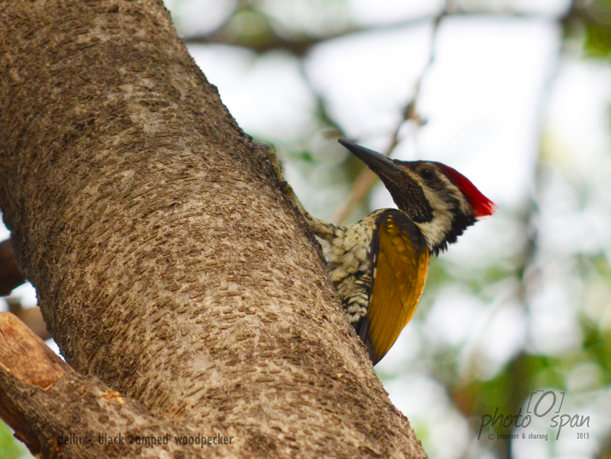 Black Rumped Golden Flameback Woodpecker | Photo Span