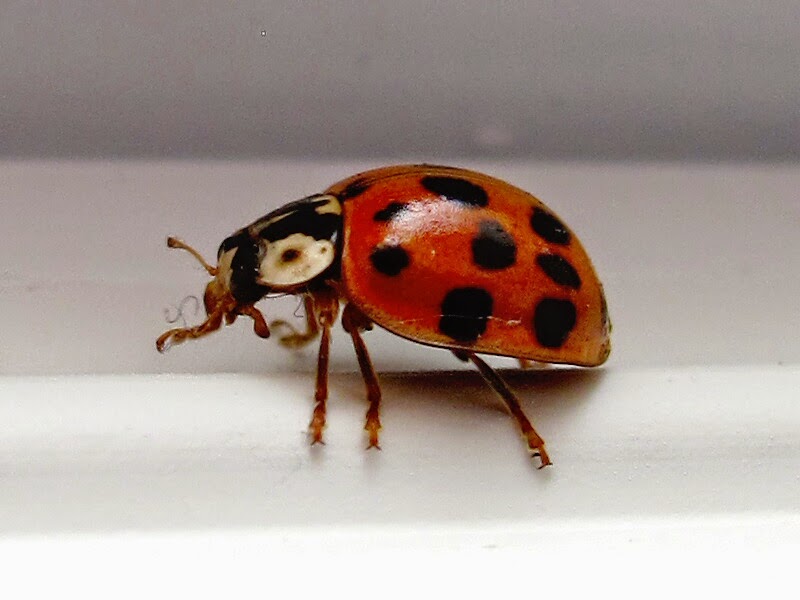 The Joyce Road Neighborhood: Ladybug Invasion