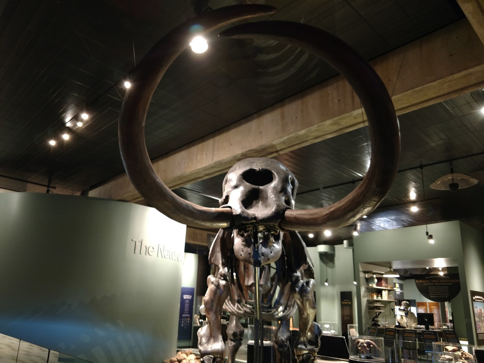 Travels of a Hobgoblin Taphophile: Conway Mastodon - Ohio History Center