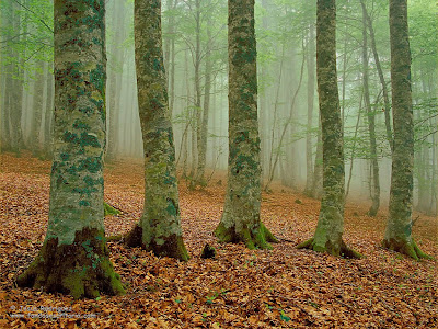 ARTE Y JARDINERÍA : Los bosques. El pulmón de la Naturaleza