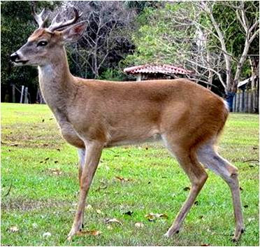 Turismo Yucatan: LEYENDA DEL VENADO