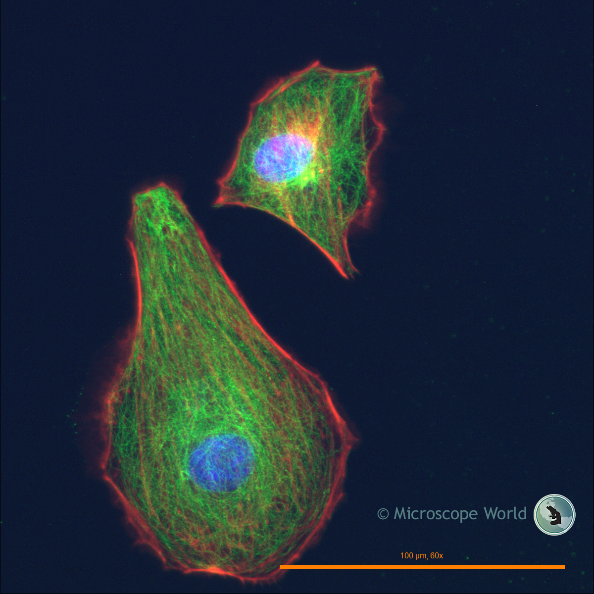 Microscope World Blog