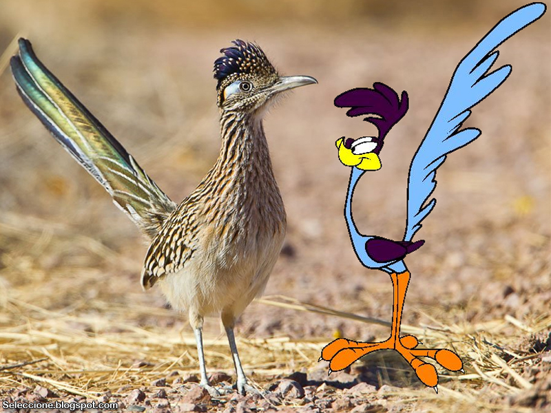 Seleccione Reales Dijes: Mordecai y el correcaminos