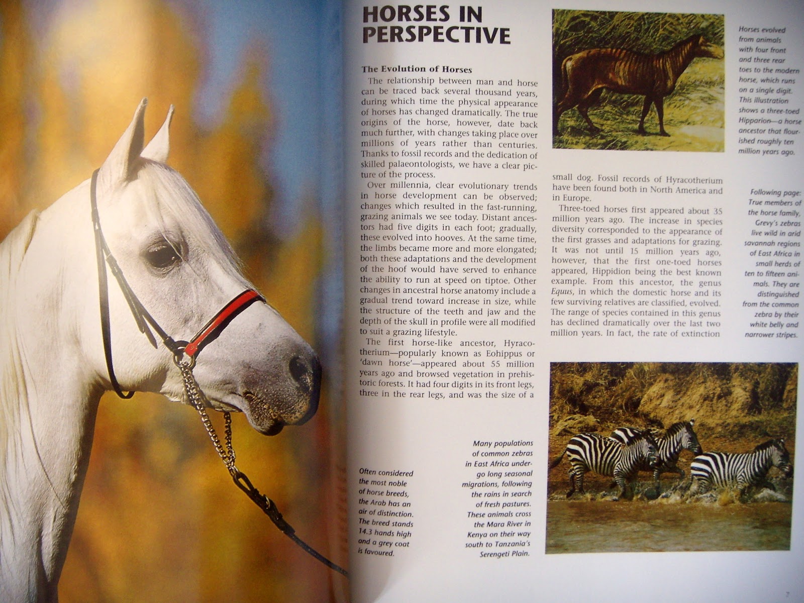 CHILDREN BOOKS FOR YOU: Horses - A Portrait Of The Animal World