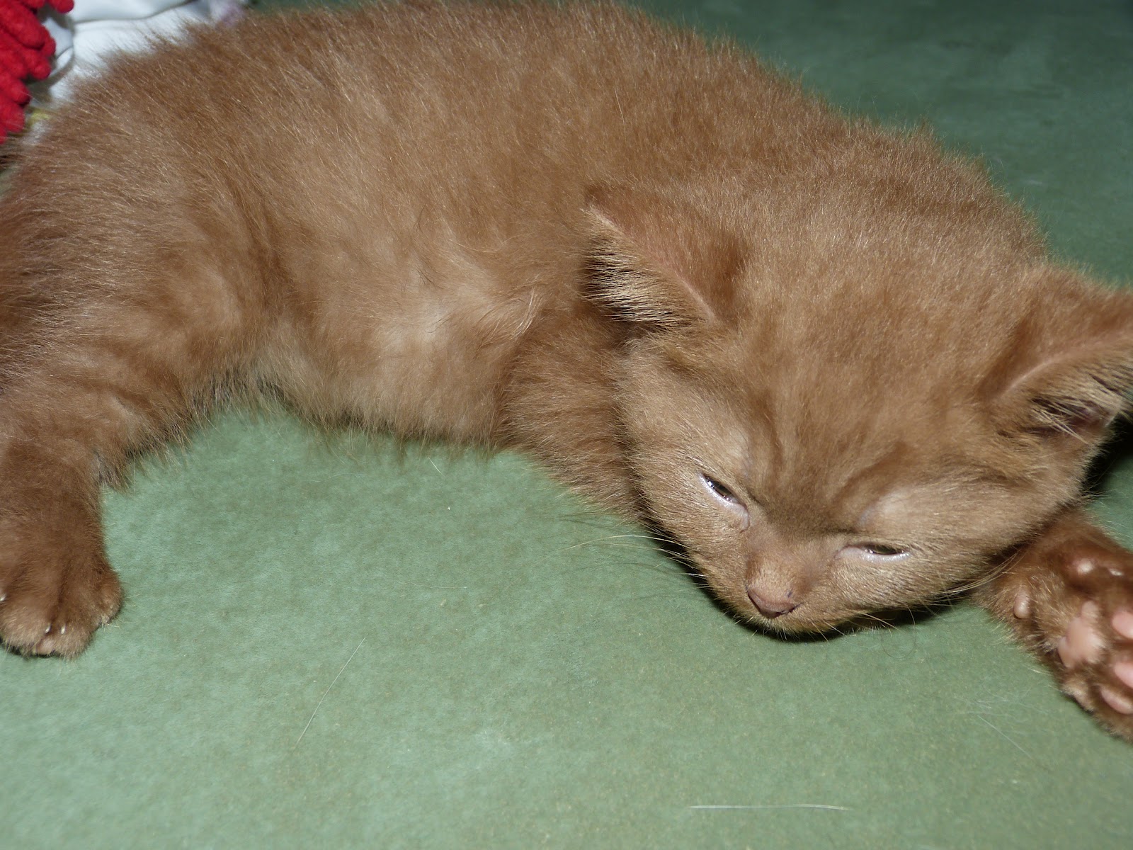 Britisch Kurzhaar Kitten: Britisch Kurzhaar Kater in der Farbe Cinnamon ...