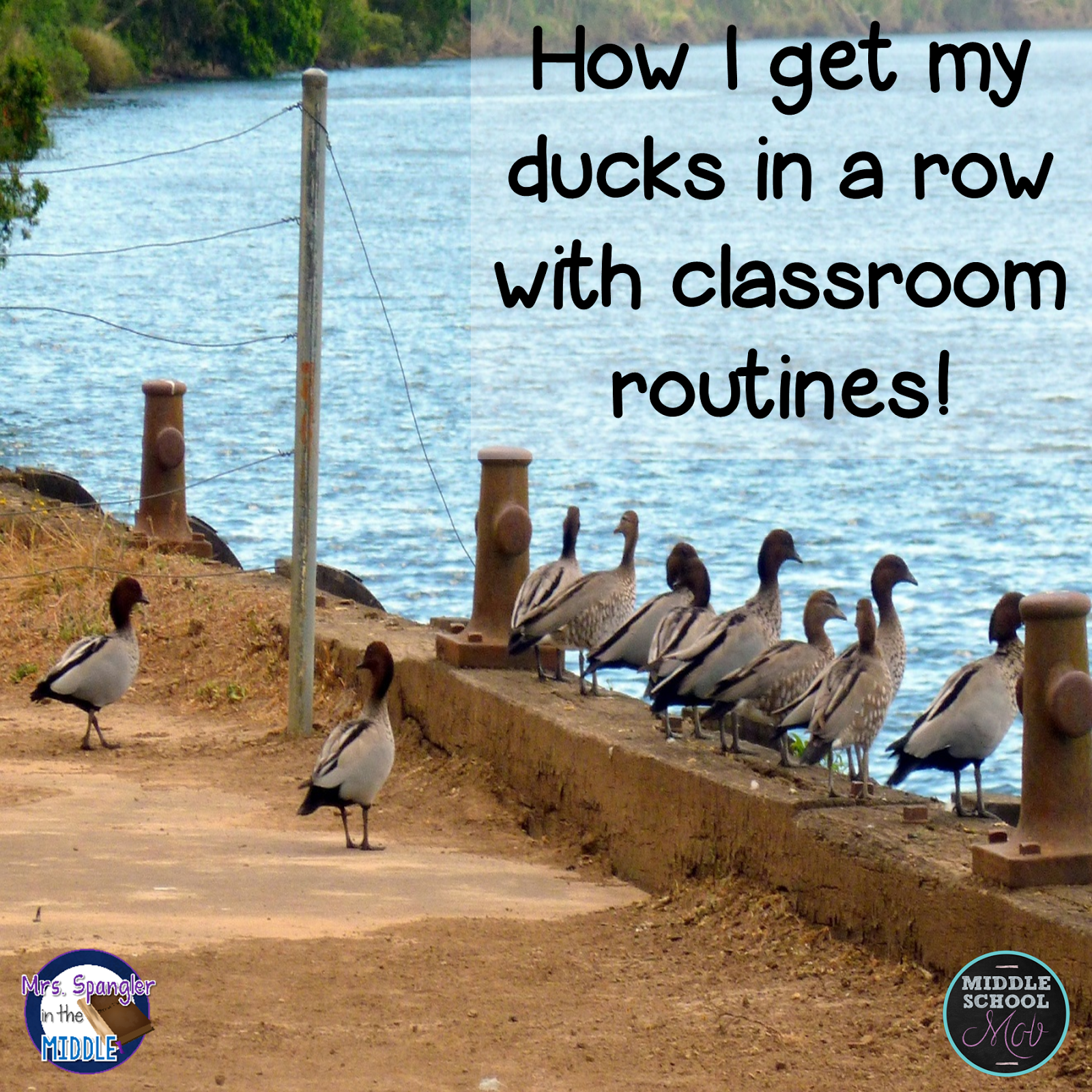 Middle School Mob: How I Get My Ducks In A Row With Classroom Routines!