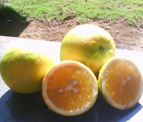 JERUK BABY MALANG - HARGA DESA PENGHASIL JERUK - BASMAKU