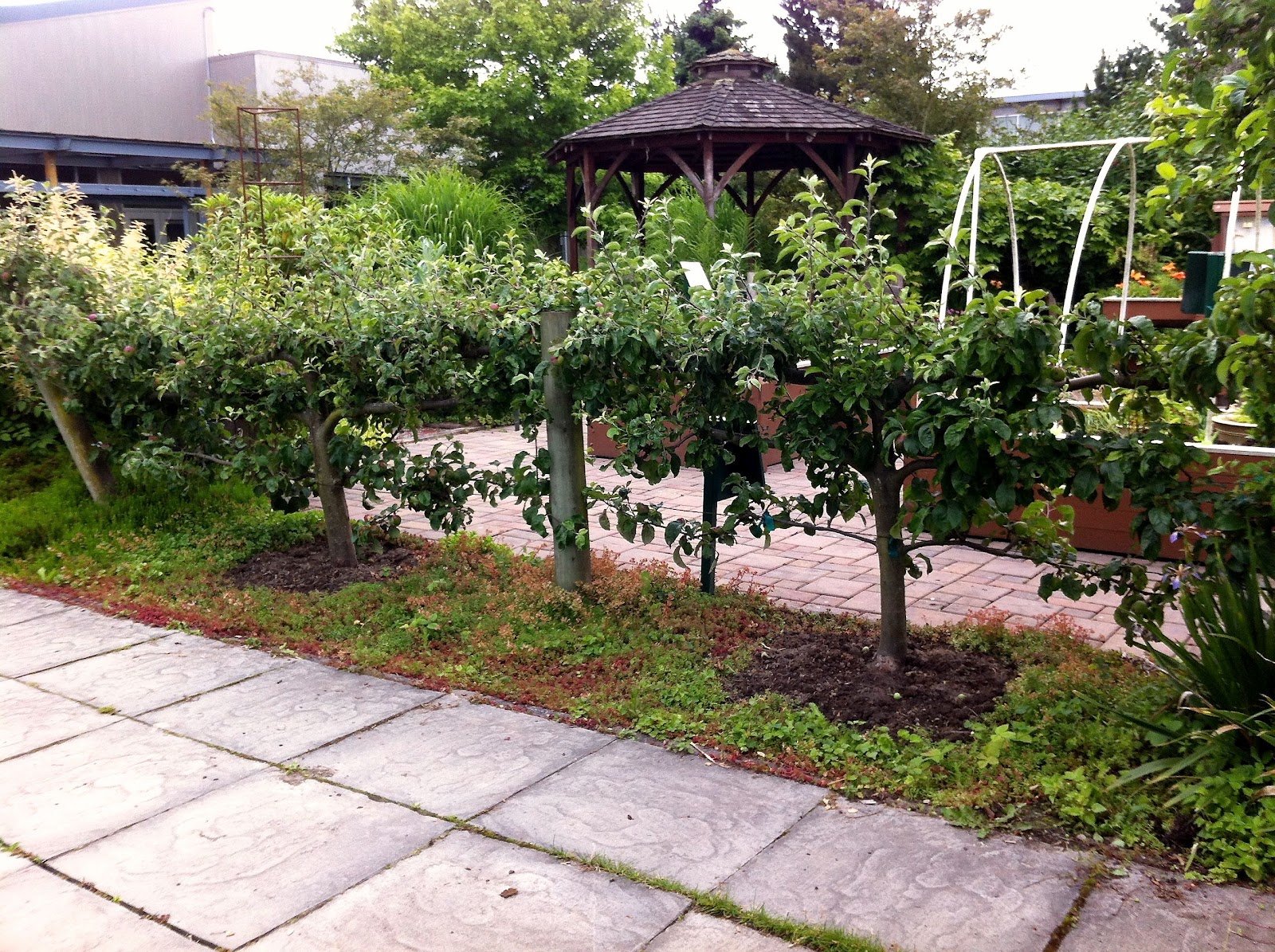 What James Had For Dinner: Espallied Apple Fence