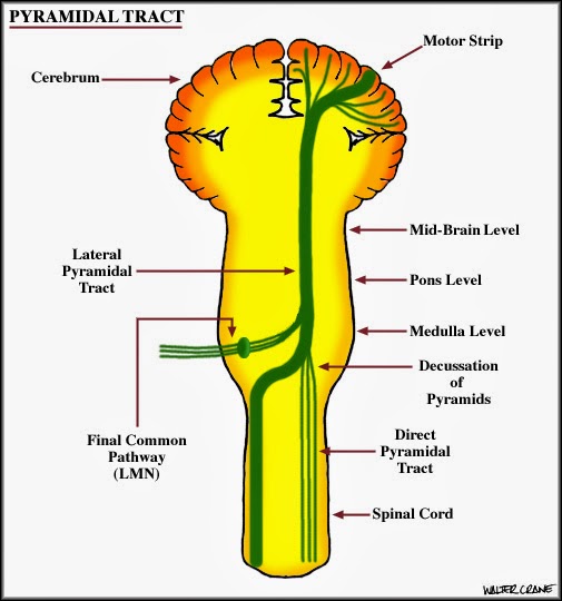 excitedabouteducation2014: Neurological Disorders: Definition ...
