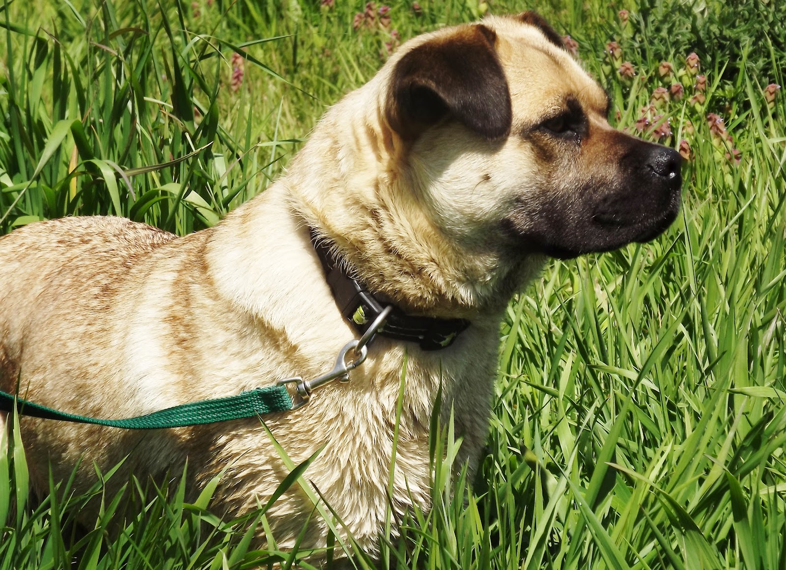 The Foster Report: Pika the 40 pound Gentle Giant?