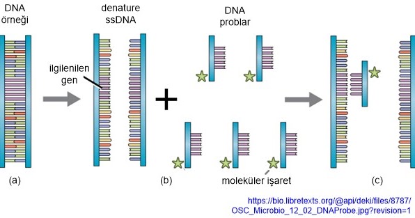 Prof. Dr. Bilsen Beşergil: DNA Prob (DNA probe)