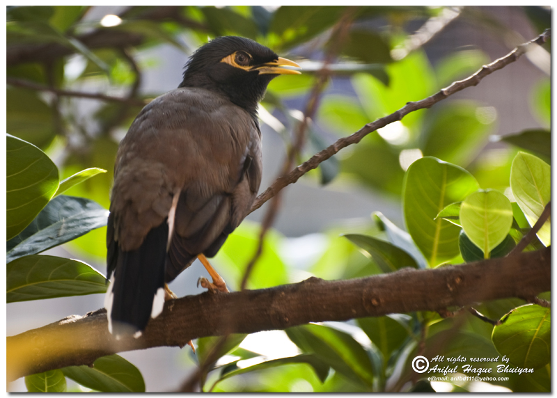 Birds of Bangladesh: The Shalik