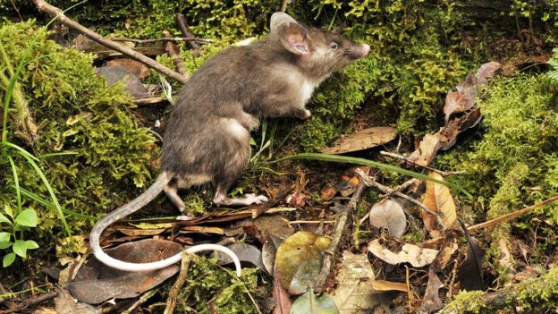 Geração Verde Portugal: Um novo mamífero : Hog-nosed rat
