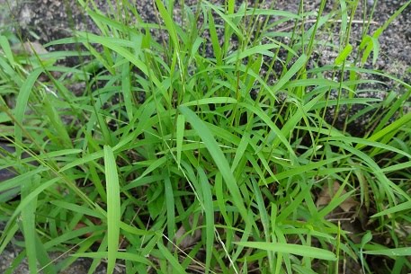 Maleza de HOJA ANGOSTA ~ Agronutrientes