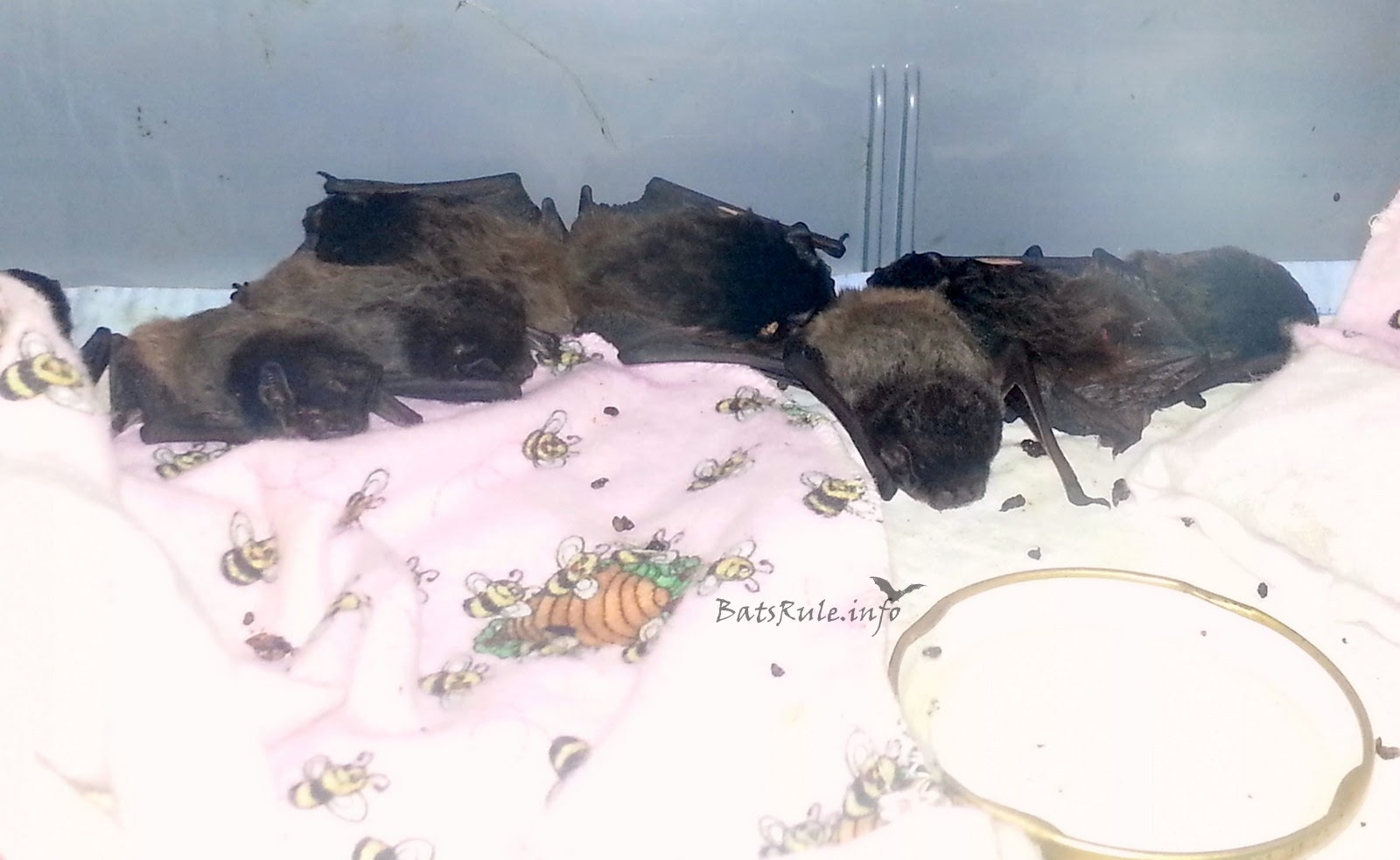 Rehab | Microbats | Gould's Wattle in care pics2
