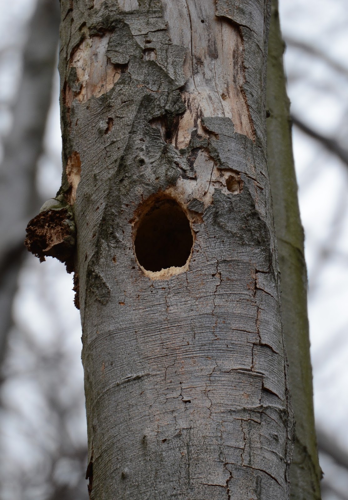Woodpeckers Of Europe: Black Woodpecker nesting cavity