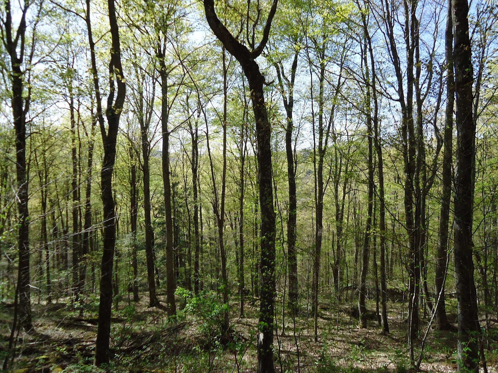 Agroforestry Solutions from Work With Nature, LLC: Active Forest ...
