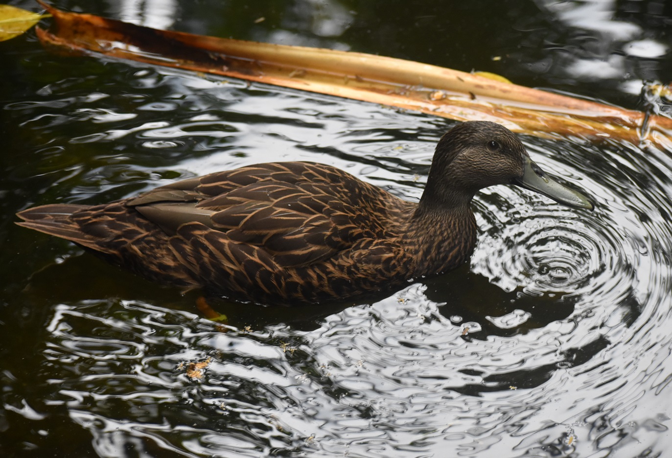ZOOTOGRAFIANDO (6.100 ANIMALS): PATO DE MELLER / MELLER´S DUCK (Anas ...